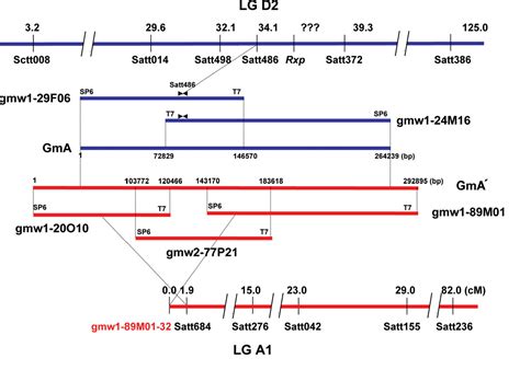 Figure 1 From Sequence Level Analysis Of Recently Duplicated Regions In
