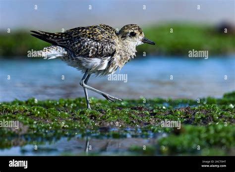 Pacific Golden Plover Standing On Rock Brown Bird Stunning Bird Bird