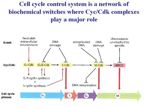 The Roles Of Cyclindependent Kinases Cdks In Regulation