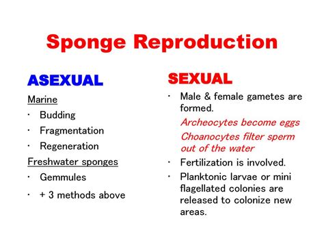 PHYLUM PORIFERA CELLULAR Level Of Body Organization Ppt Download