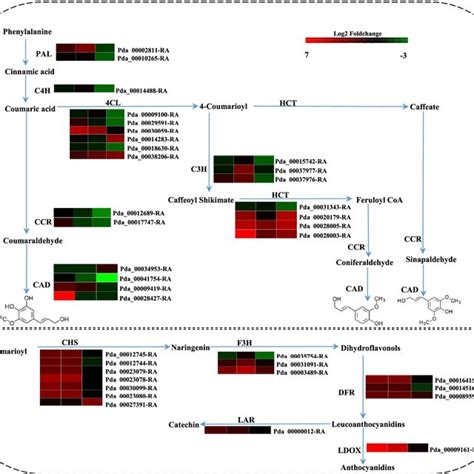 Expression Patterns Of Genes Related To The Phenylpropane Biosynthetic