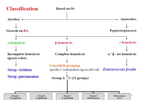 Sterptococcus Pptx