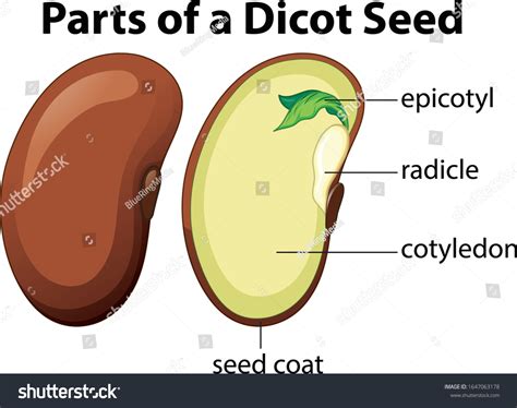 Diagram Showing Parts Dicot Seed On Stock Vector Royalty Free 1647063178 Shutterstock