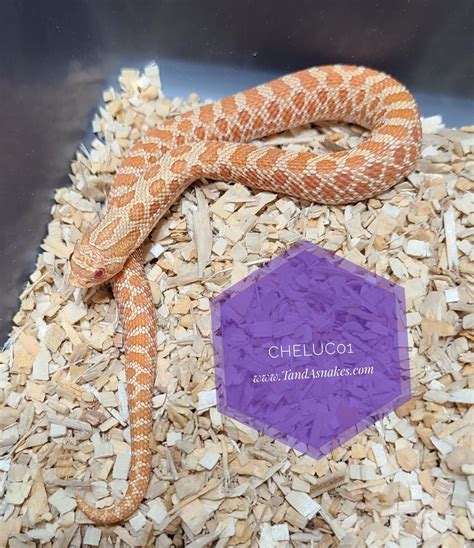 Western Hognose For Sale T And A Snakes Tn