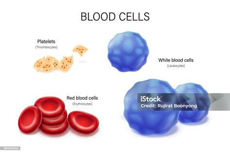 혈액 세포 벡터 적혈구 백혈구 및 혈소판 적혈구 백혈구 혈전세포 교육 과학 및 의학을 위한 혈액 세포 기호 백혈구에 대한 스톡 벡터 아트 및 기타 이미지 Istock