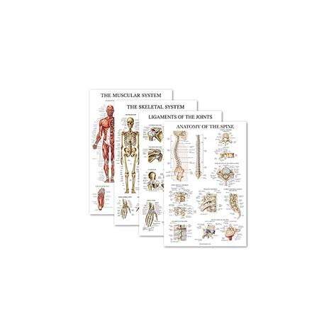Palace Learning 4 Pack Set Poster Anatomi Indonesia Ubuy