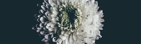 배경 화면 흰색 Aster 꽃 꽃잎 3840x2160 Uhd 4k 그림 이미지