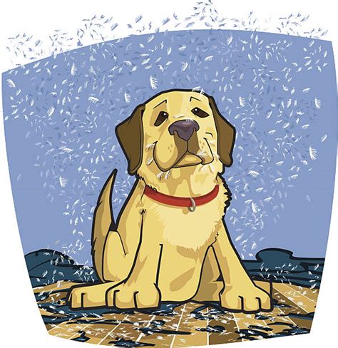 Best Yellow Labrador Retriever Illustrations Royalty Free Vector