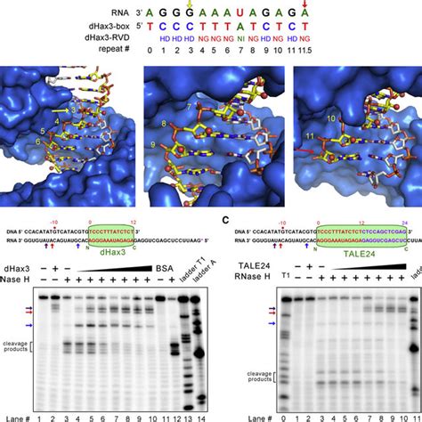 Pdf Specific Dna Rna Hybrid Recognition By Tal Effectors