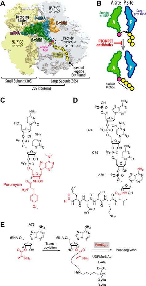 Figure 1 From Synthesis Of Peptidyl Trna Mimics For Structural Biology Applications Semantic