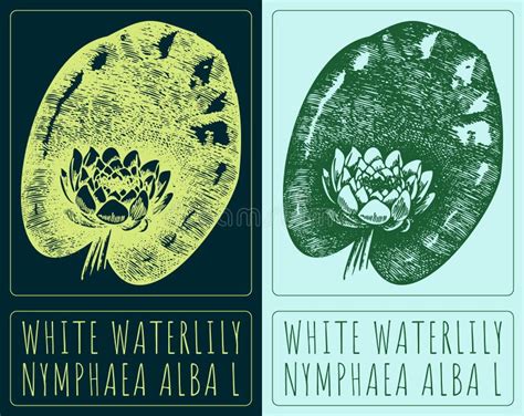 Nymphaea Alba L Stock Illustrations 3 Nymphaea Alba L Stock
