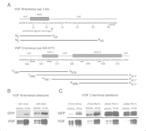 An N Terminal Signal Peptide Containing Domain With The Vgf C Terminal Download Scientific