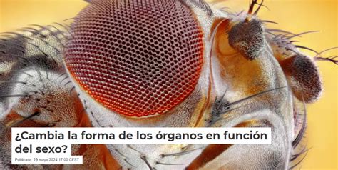 Cambia La Forma De Los Rganos En Funci N Del Sexo Diario Digital De La Uja Compromiso Con