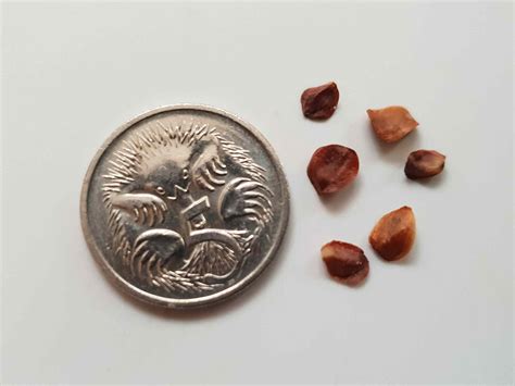 Cupressus Arizonica Arizona Cypress The Seed Vine
