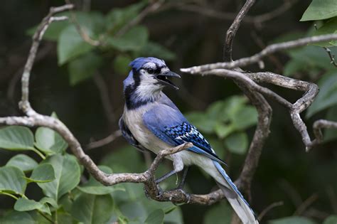 Blue Jay Bird Images Stellers Jay American Bird Conservancy