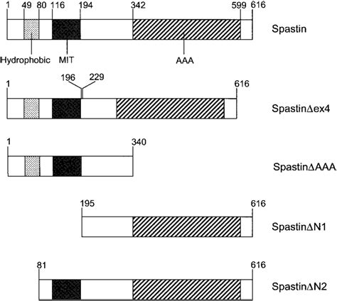 Schematic Diagram Of Full Length Spastin And Four Other Mutated Forms