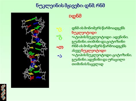 Ppt მემკვიდრული ინფორმაციის მატარებელი მაკრომოლეკულები Powerpoint Presentation Id 2154168