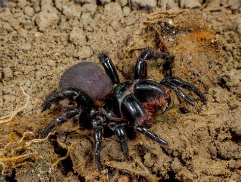 Mouse Spider Missulena Glenlivet Wildlife