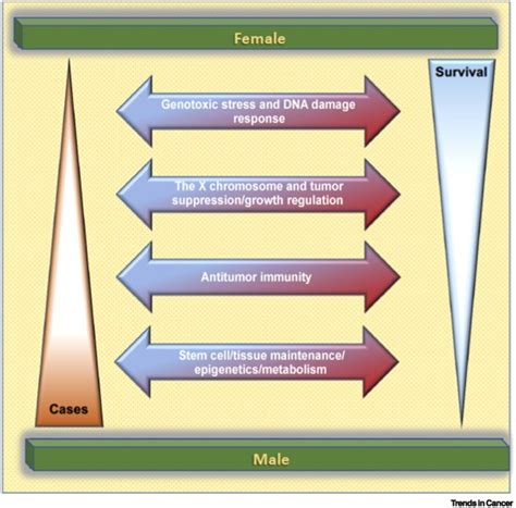The Spectrum Of Sex Differences In Cancer Trends In Cancer