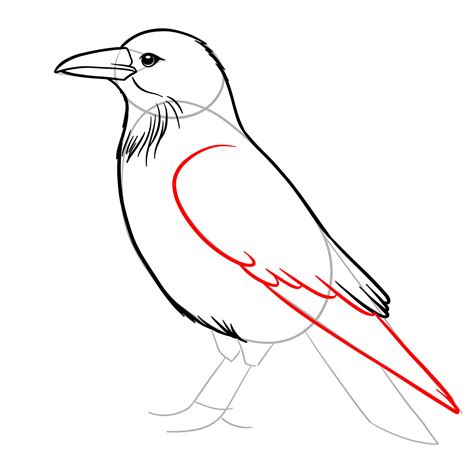 How To Draw A Raven Easy