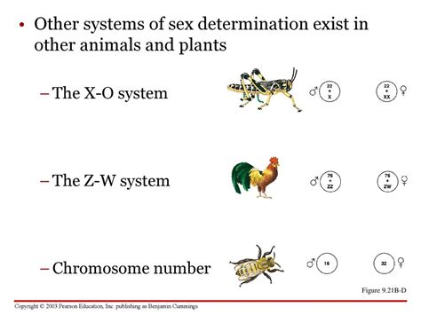Chapter 9 Patterns Of Inheritance Ppt Download