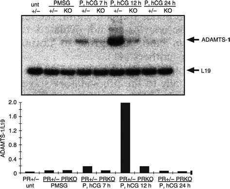 24 Ovarian Expression Of Adamts 1 Download Scientific Diagram