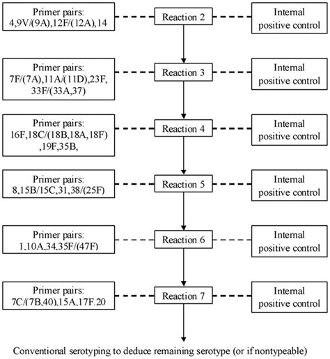 Sequential Multiplex Pcr Approaches For Pneumococcal Capsular Download Scientific Diagram