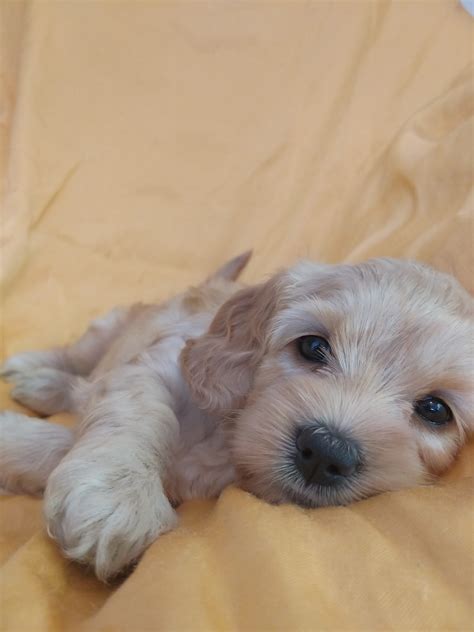 Cockapoo Poodles And Doodles Slovenia