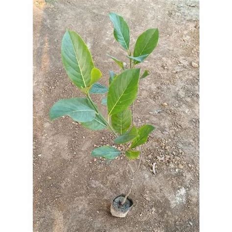 Jamun Jathi Java Plum Plant For Fruits At 65 Piece In Jaunpur ID 2850024110948
