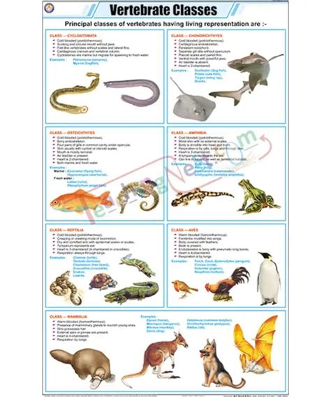 Vertebrate Classes Chart Laminated With Rollers Teachingnest