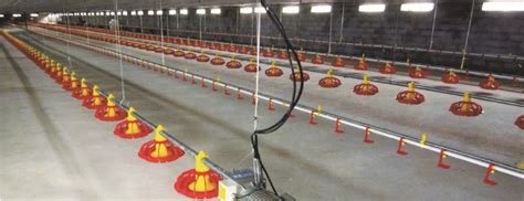 Automated Chickenfeeding System Chicken Feeder System Buy Automatic Chicken Feeder Chicken