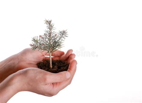 Tree Seedling In Handful Soil Stock Image Image Of Environment Care