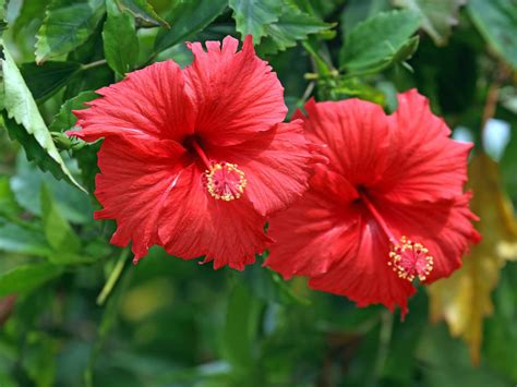 What Does An Hibiscus Flower Look Like At Steven Watt Blog