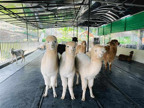 Zahara Garden Di Gopeng Perak Harga Tiket Masuk