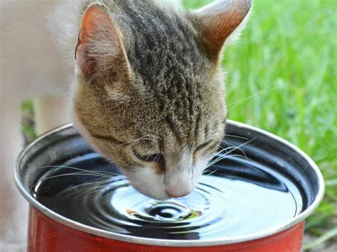 10 Vet Tips For How To Get A Sick Cat To Drink Your Vet Friend
