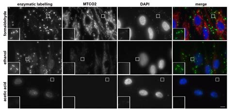 Mycoplasma Dapi