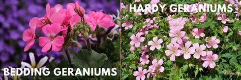 Hardy Geraniums The Complete Growing Guide By Diy Gardening
