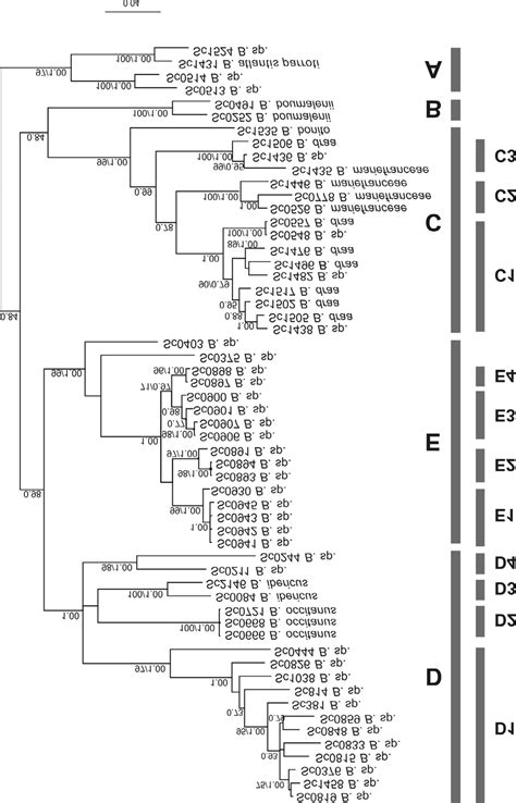 bayesian inference tree with the phylogenetic relationships of buthus