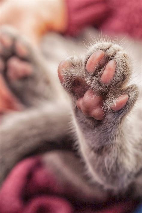 Plasma Cell Pododermatitis Case I Love Veterinary