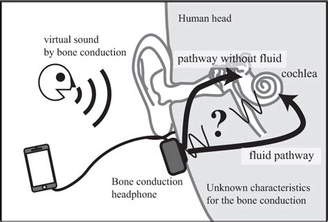Figure 1 From Analysis Of Sound Propagation In Human Head For Bone Conduction Headphones Using