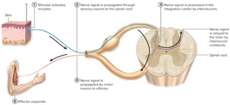 A P Lecture Exam 4 Flashcards Quizlet