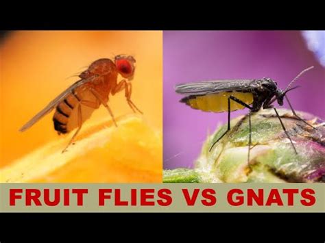 Fruit Flies Vs Gnats What Is The Difference Youtube