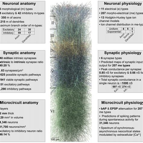 Of The Biologically Detailed Tissue Model Of Neocortical Download