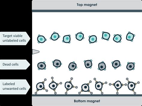 Leviselect Kits Immune Cell Enrichment