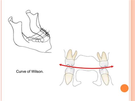 Occlusal Planes And Compensating Curves Pptx
