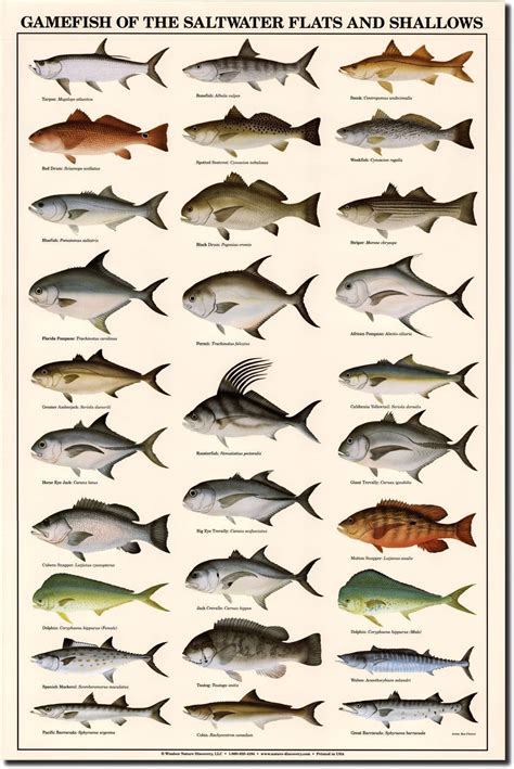 Saltwater Fish Species