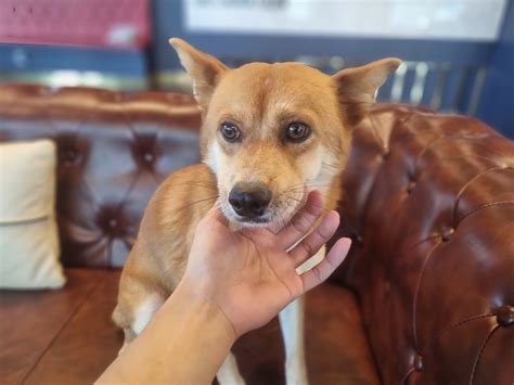 믹스견 콩이 청주고양이무료분양 동탄고양이무료분양 위례고양이무료분양 청라고양이무료분양 부천고양이무료분양 원주고양이무료분양 광주고양이무료분양 부산고양이무료분양 대구고양이무료분양