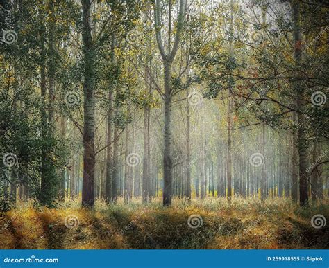 Tall Trees Forest Grass And Leaves Stock Image Image Of Tall Swamp