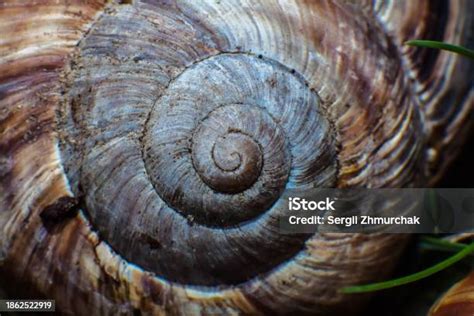 Fibonacci Spiral Closeup Snail Shell In The Form Of A Fibonacci Spiral Nautilus Shell Stock