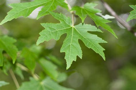 Acer Saccharinum Silver Maple